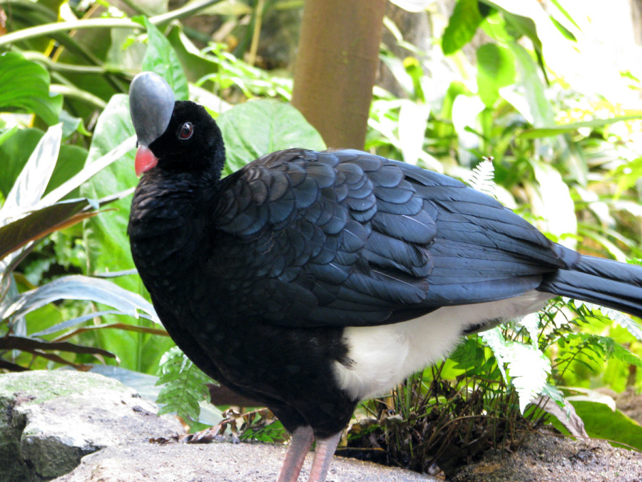 Parque Nacional Henri Pittier – venezuela verde