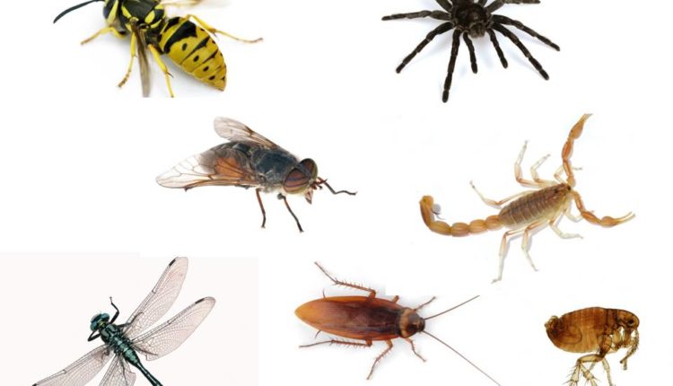 10 insectos que benefician a tu jardín