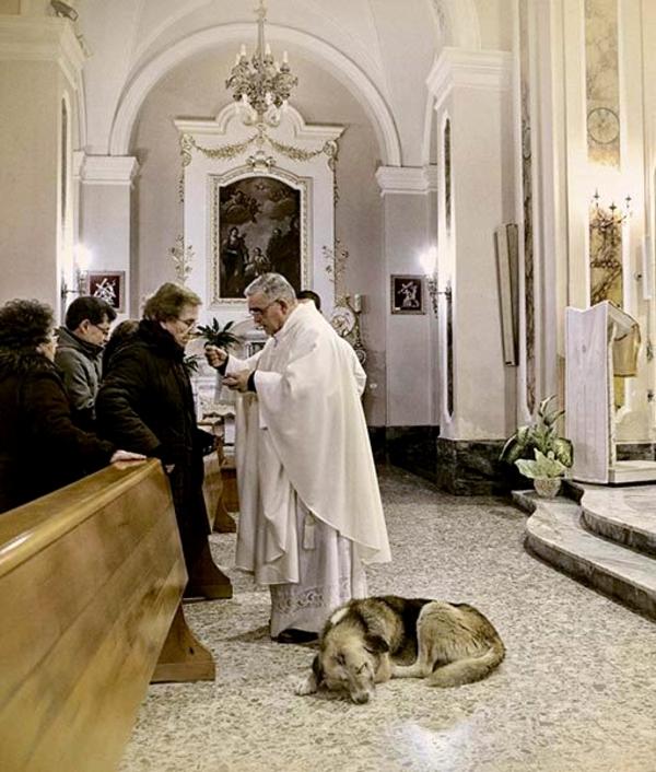 FOTOS: Perro que va todos los días a misa, entérate por qué – venezuela ...